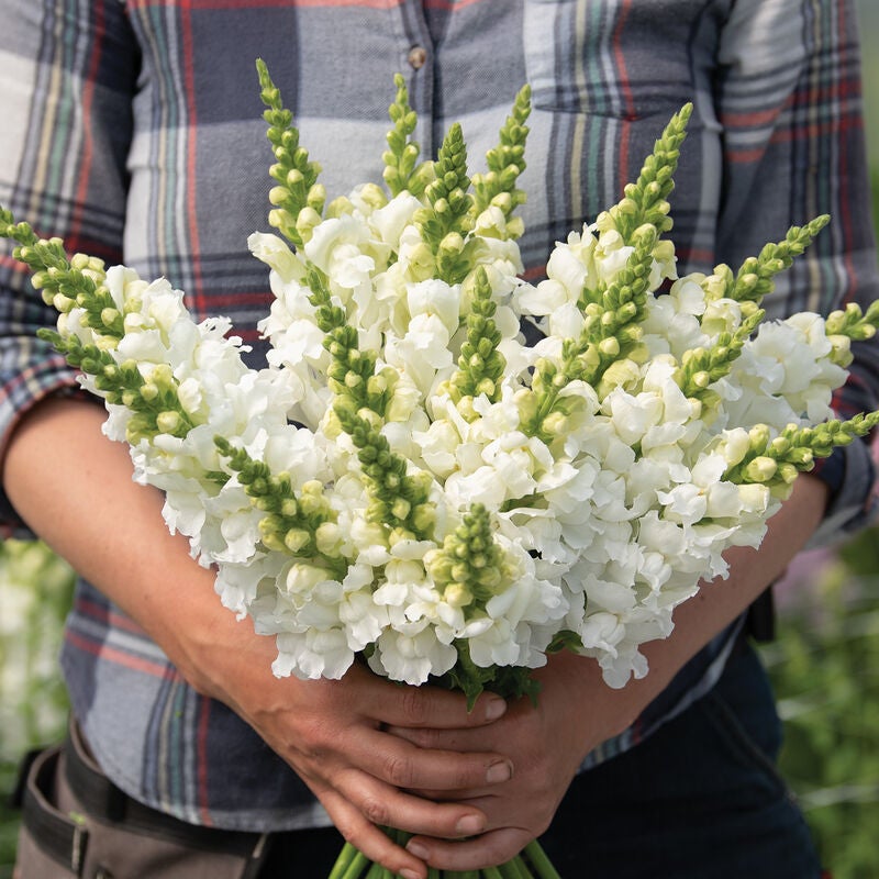 Snapdragon Legend White | Songbird Flower Farm
